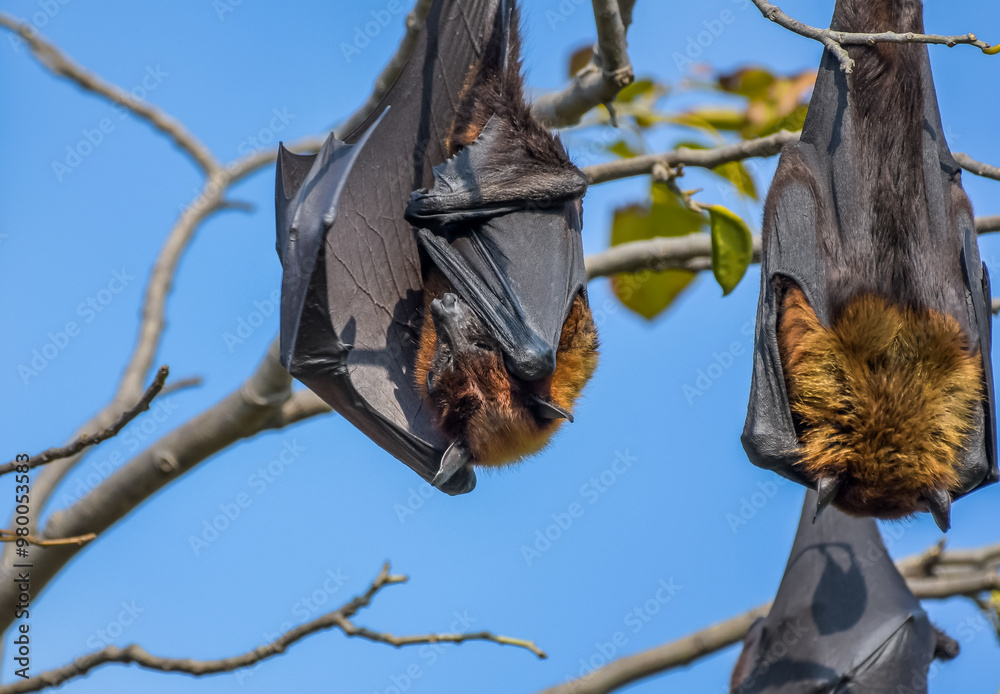 Indian flying fox (Pteropus medius) also known as the greater Indian ...
