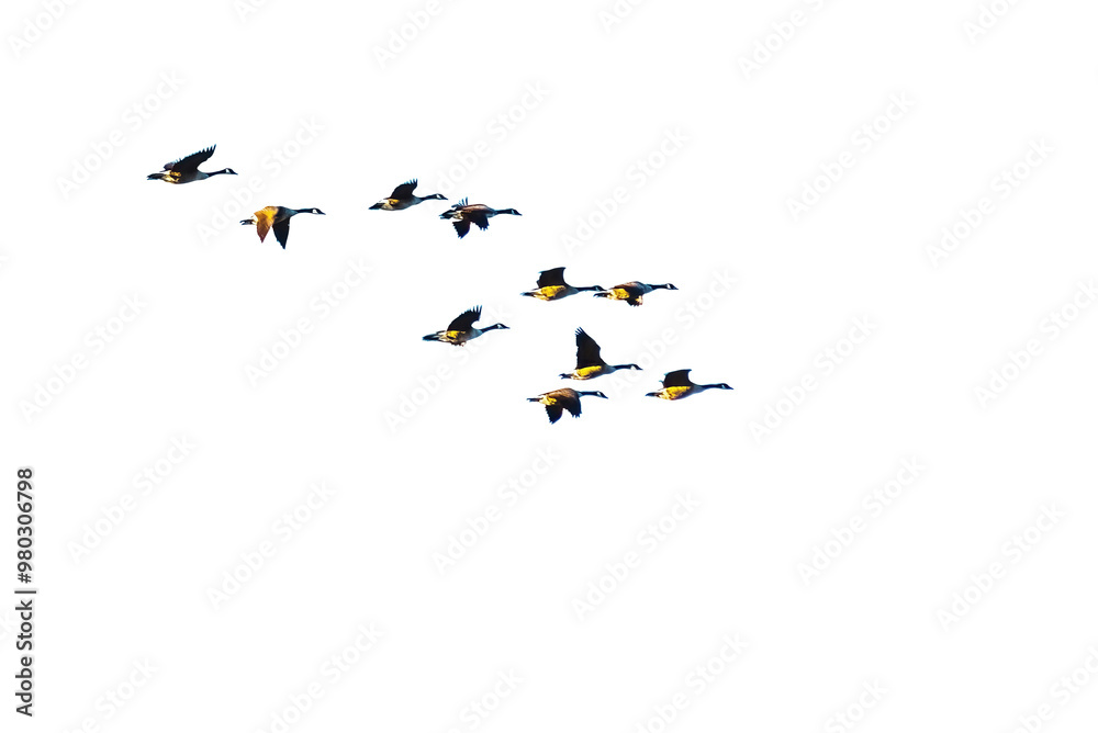 Flock of geese flying in the sky on transparent background with copy ...