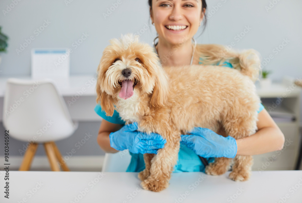 Friendly smiling female veterinary nurse holding cute maltipoo dog on ...