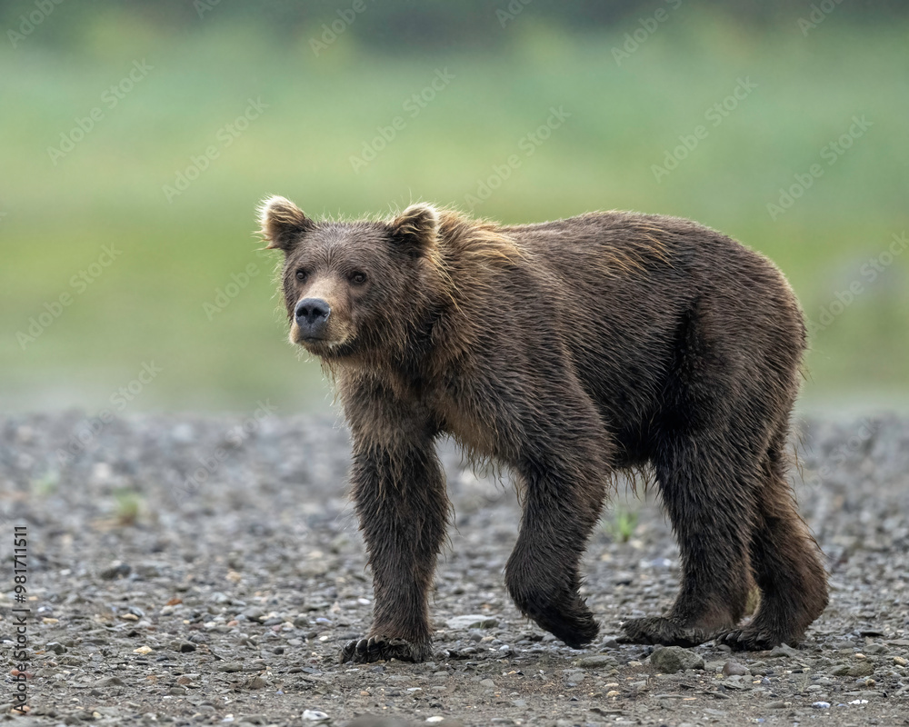 Alaska Brown Bear (Ursus arctos), Lake Clark National Park Stock Photo ...