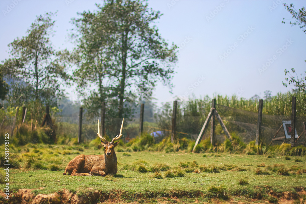 deer breeding area at Ranca Upas Ciwidey Bandung, Indonesia. The ...