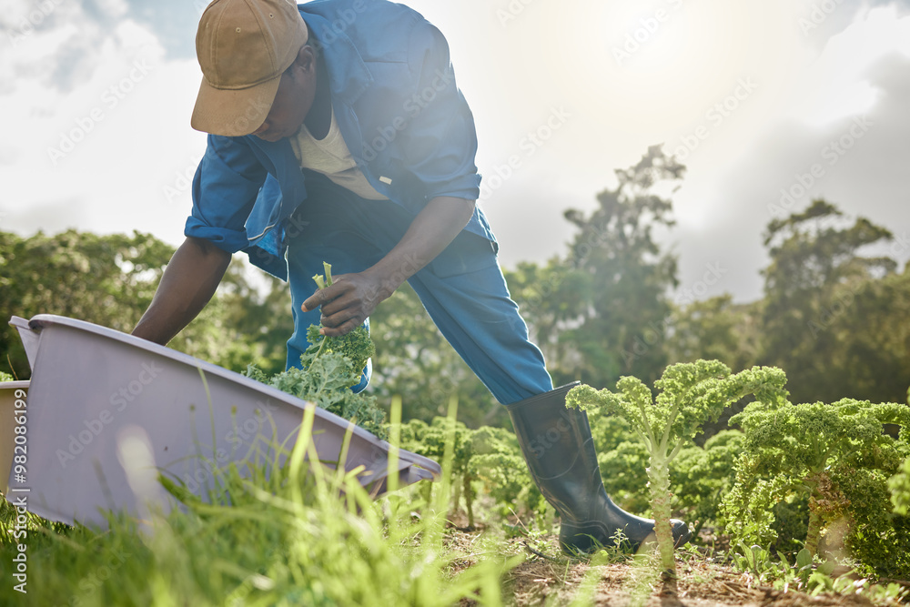Black man, farmer and bucket with crops outdoor for agriculture ...