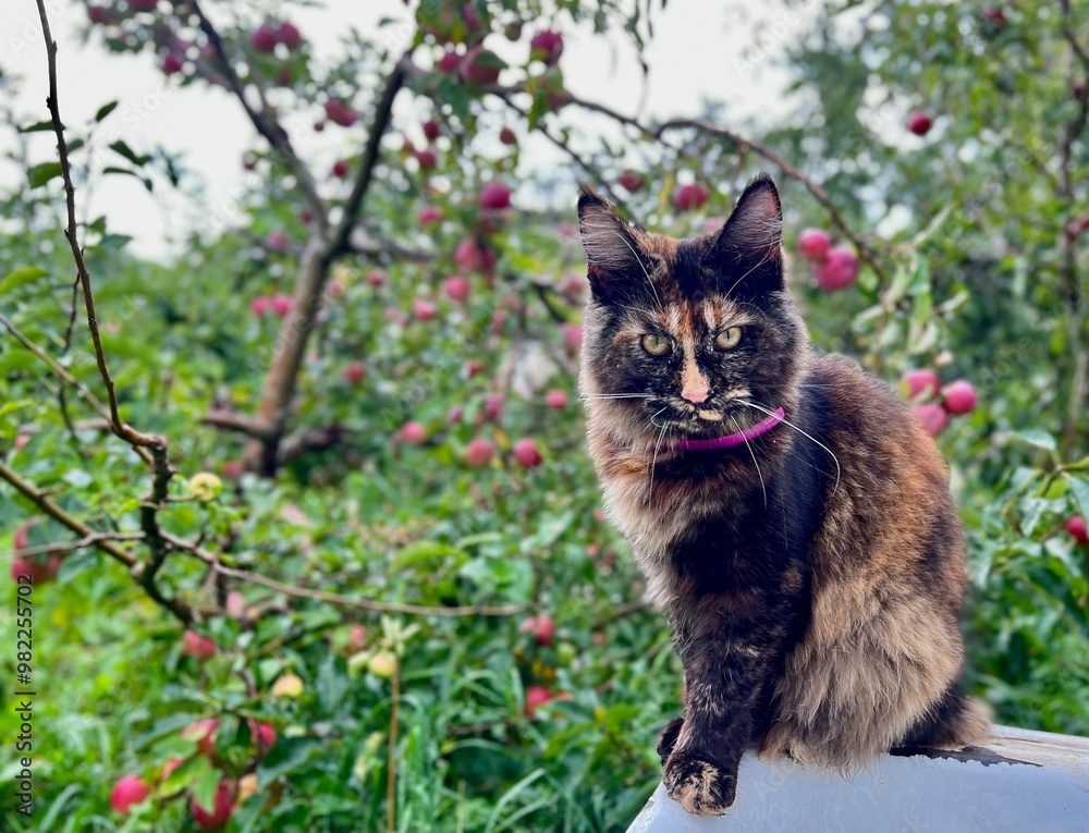 tortoiseshell Maine Coon cat hunting in summer grass in the apple ...