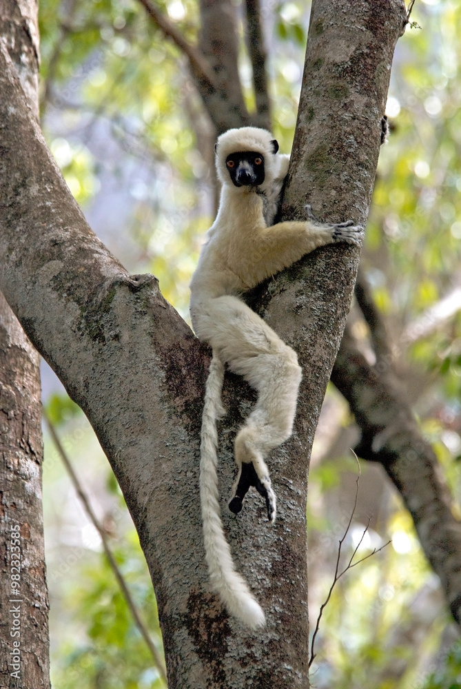 Propithèque de Coquerel, Sifaka de Coquerel, Lémurien, Propithecus ...