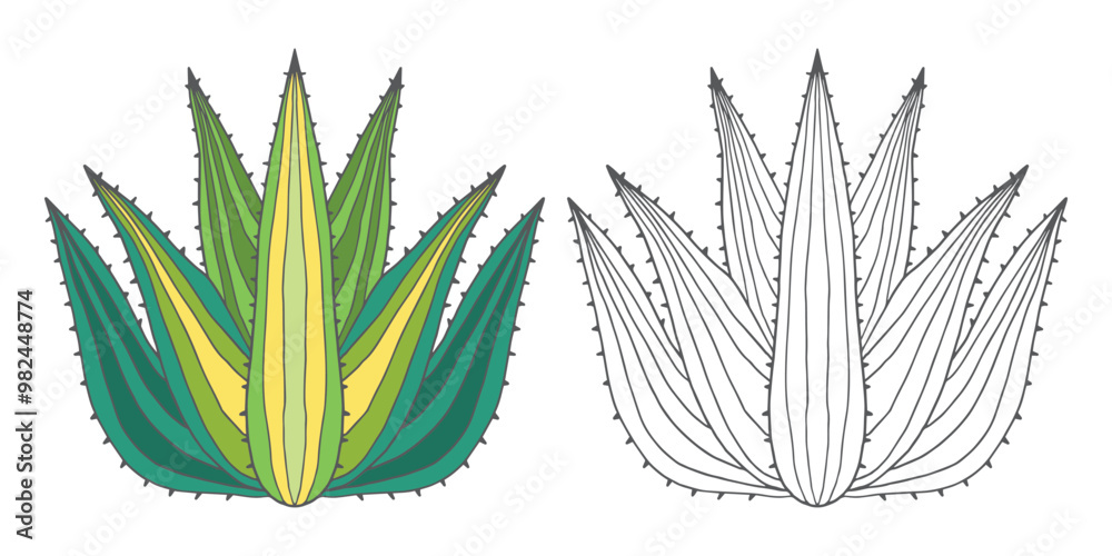Cactus colored clipart, black and white illustration for coloring page ...
