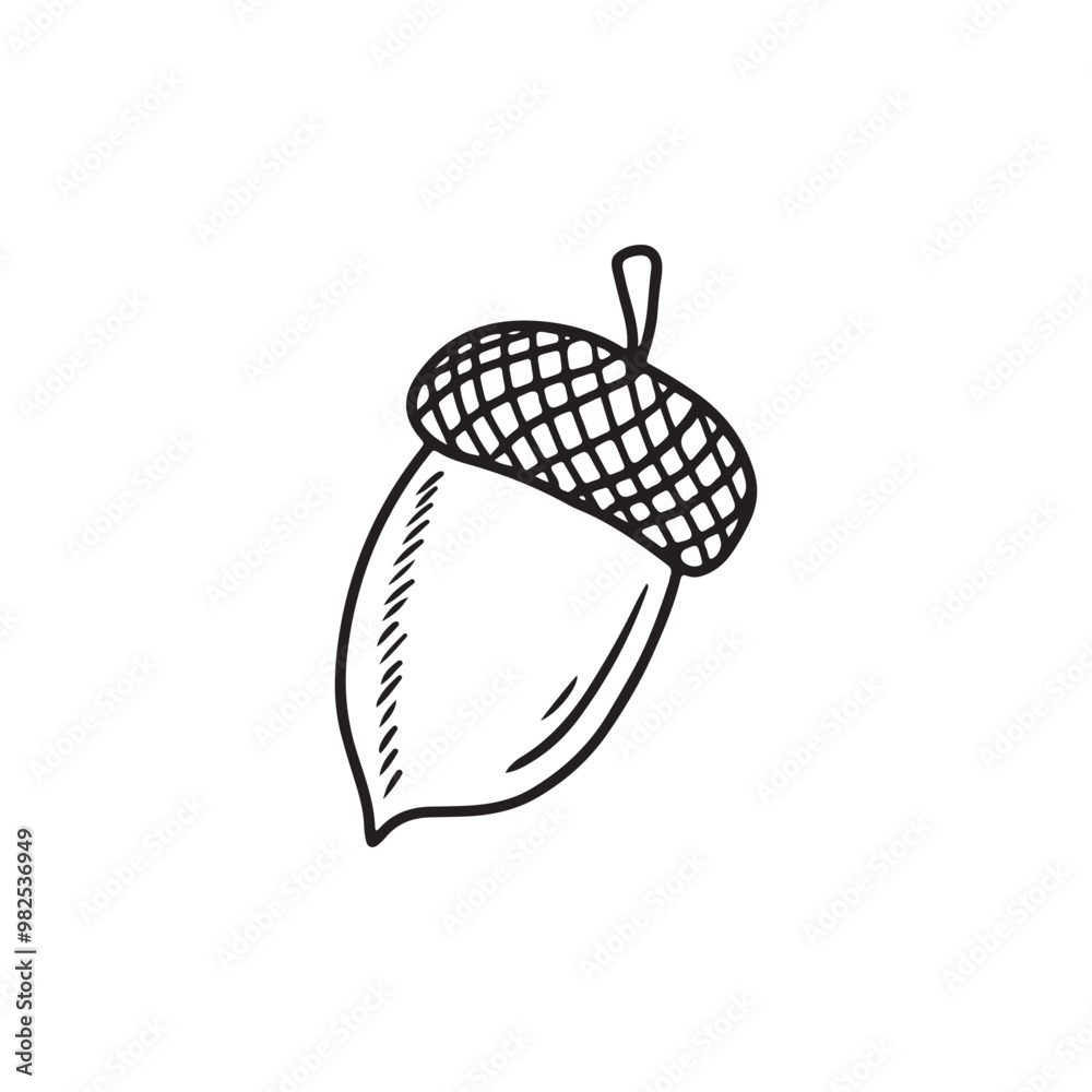 Realistic acorn drawing with cap in black isolated on white background ...