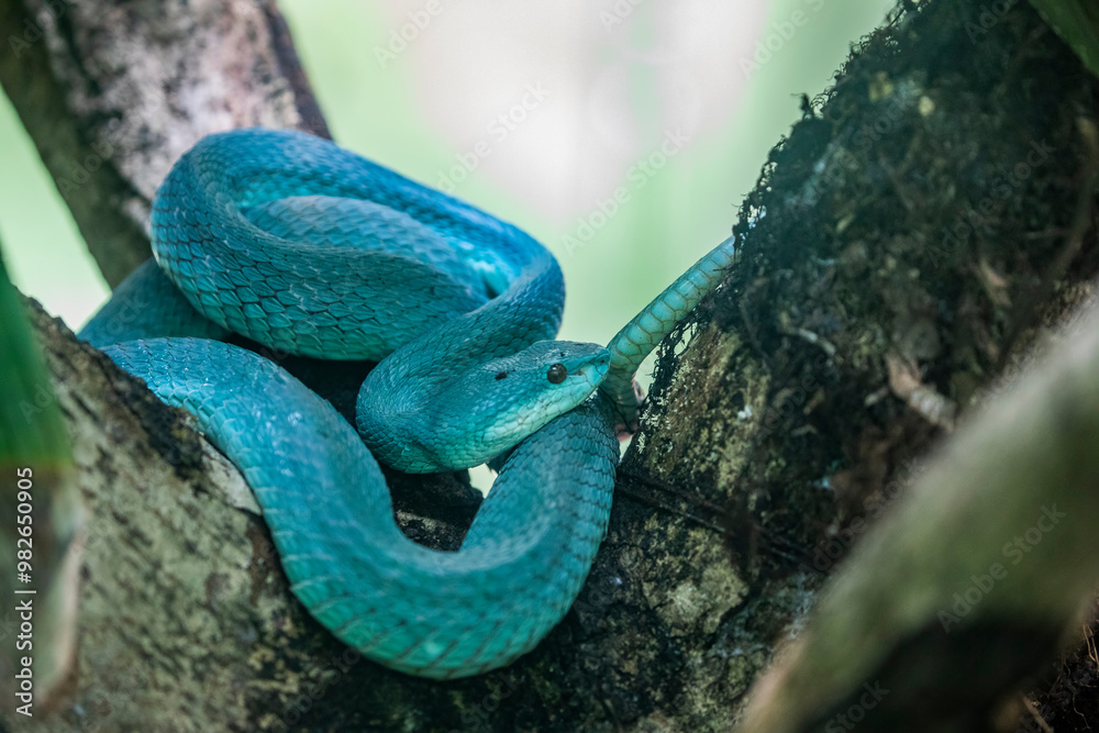 Sunda white-lipped pit viper (Trimeresurus insularis) is a venomous pit ...