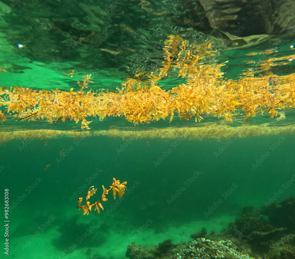 floating sargassum sea weed in the caribbean sea in Guadeloupe ...