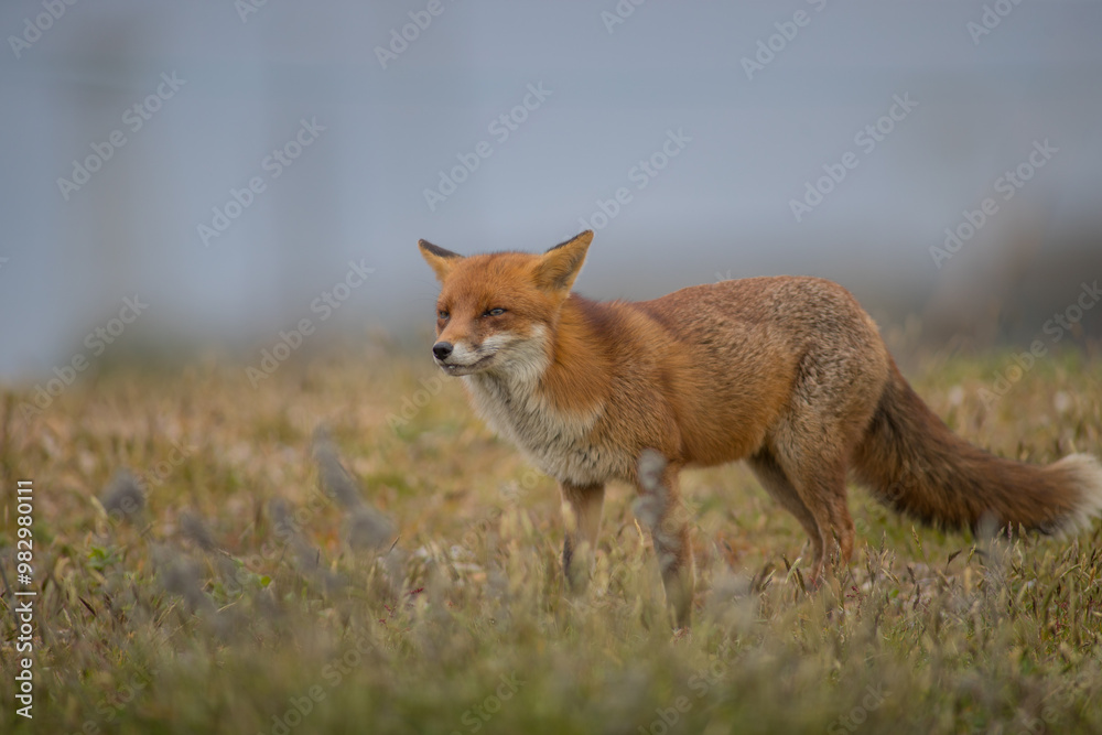 Red fox (Vulpes vulpes) is the largest of the true foxes and one of the ...