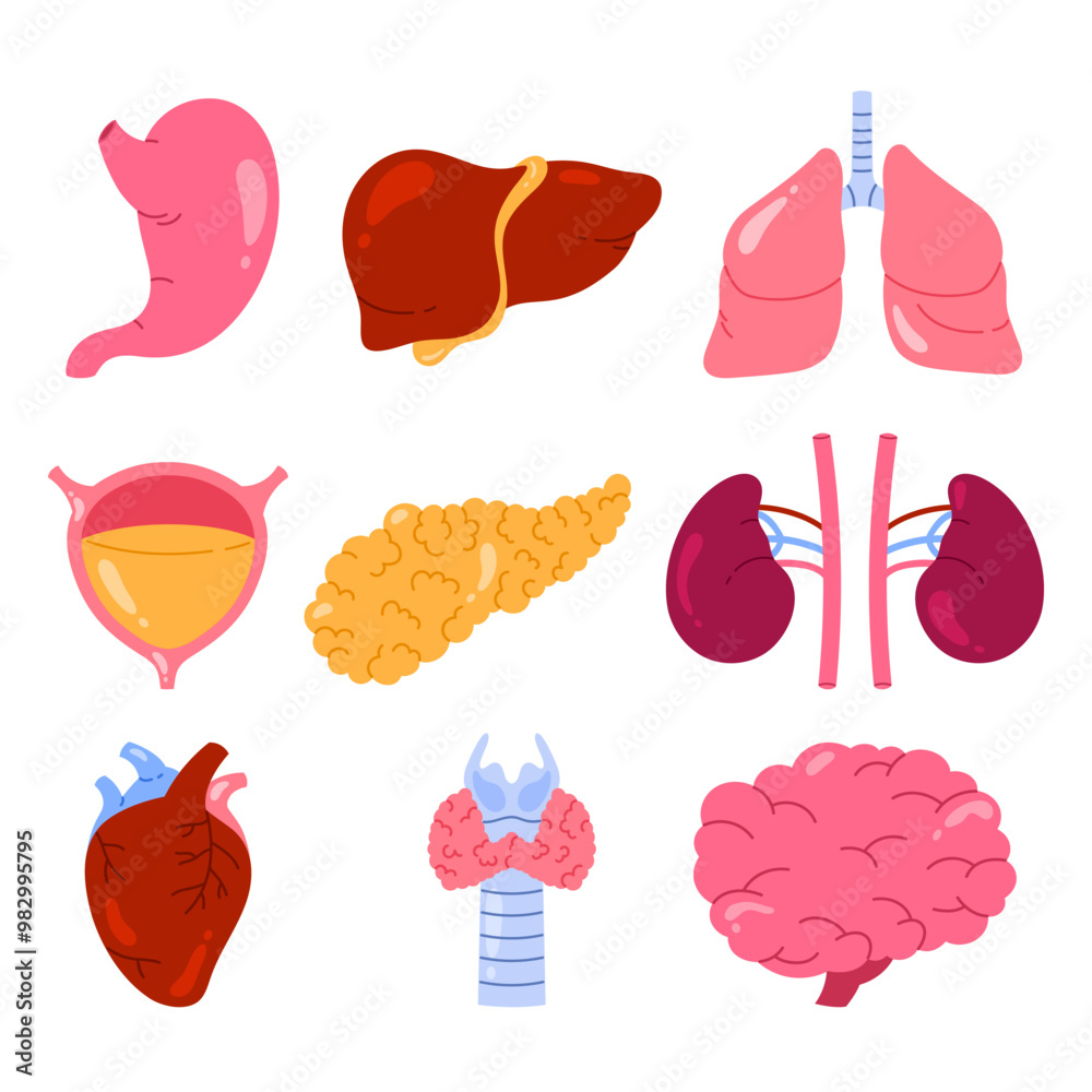 Set of human internal organs. Stomach, liver, lungs, brain, bladder, pancreas, kidneys, heart ...