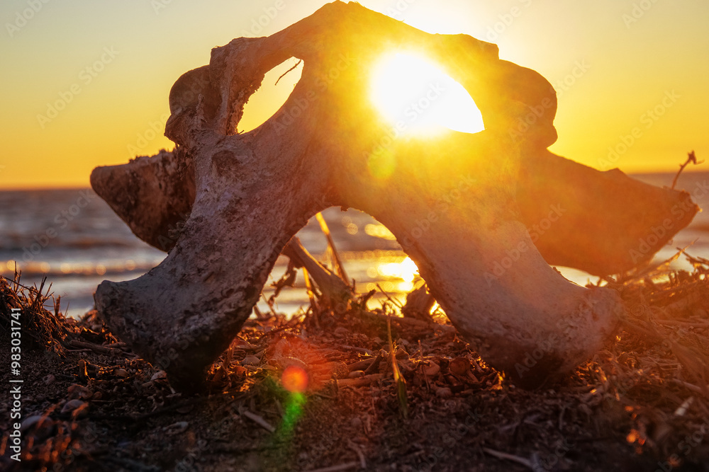Conception of dizzy, devildom. It looks like skull of antediluvian ...