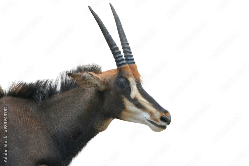 Sable Antelope (Hippotragus niger) Isolated on a Transparent Background ...