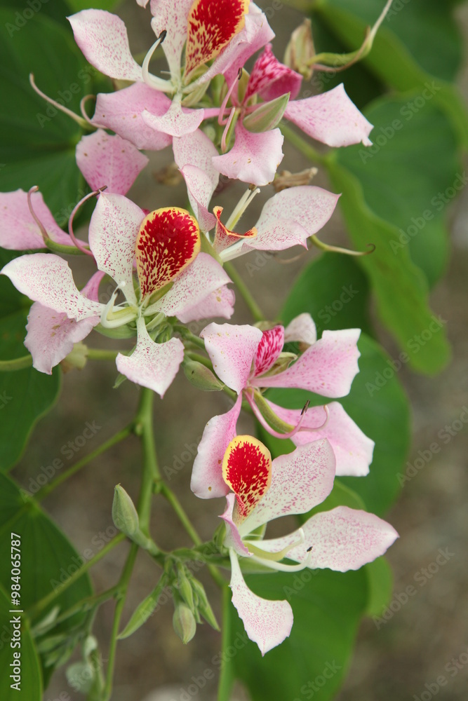 Bauhinia monandra, flora of Mexico, background Stock Photo | Adobe Stock