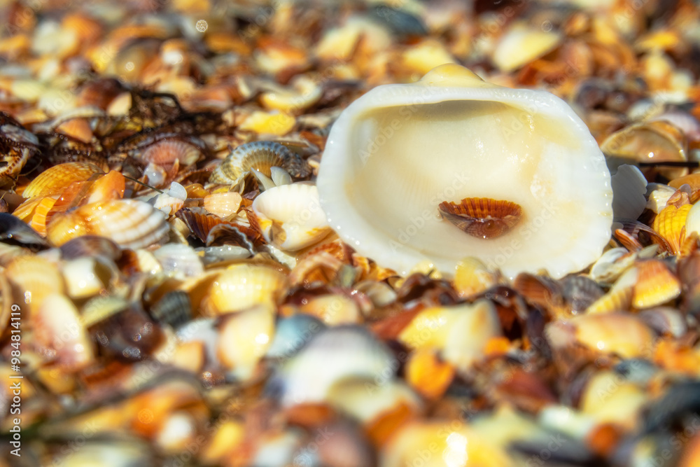 Foto de Stock Ancient mollusk from Cretaceous period. Shell background ...