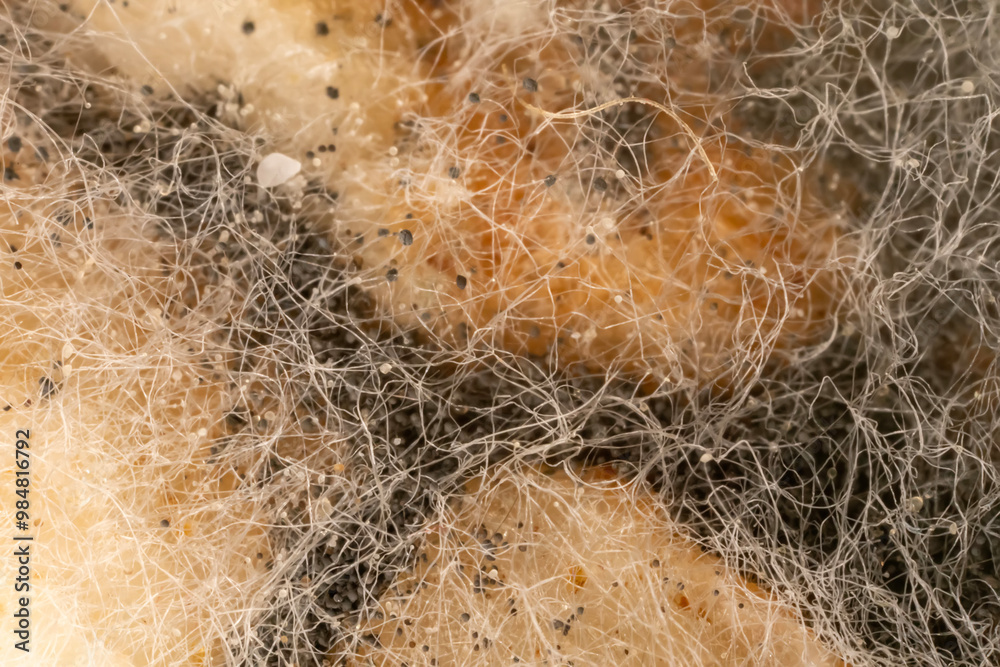 Penicillin and aspergillum mold on bread. Colonies of species of mold ...