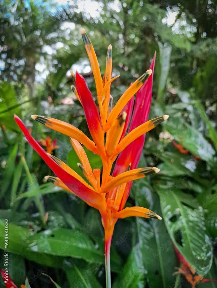 The Heliconia Parrot, scientifically known as Heliconia psittacorum, is ...