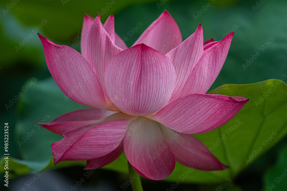 Royalty high quality free stock footage of a lotus flower. The ...