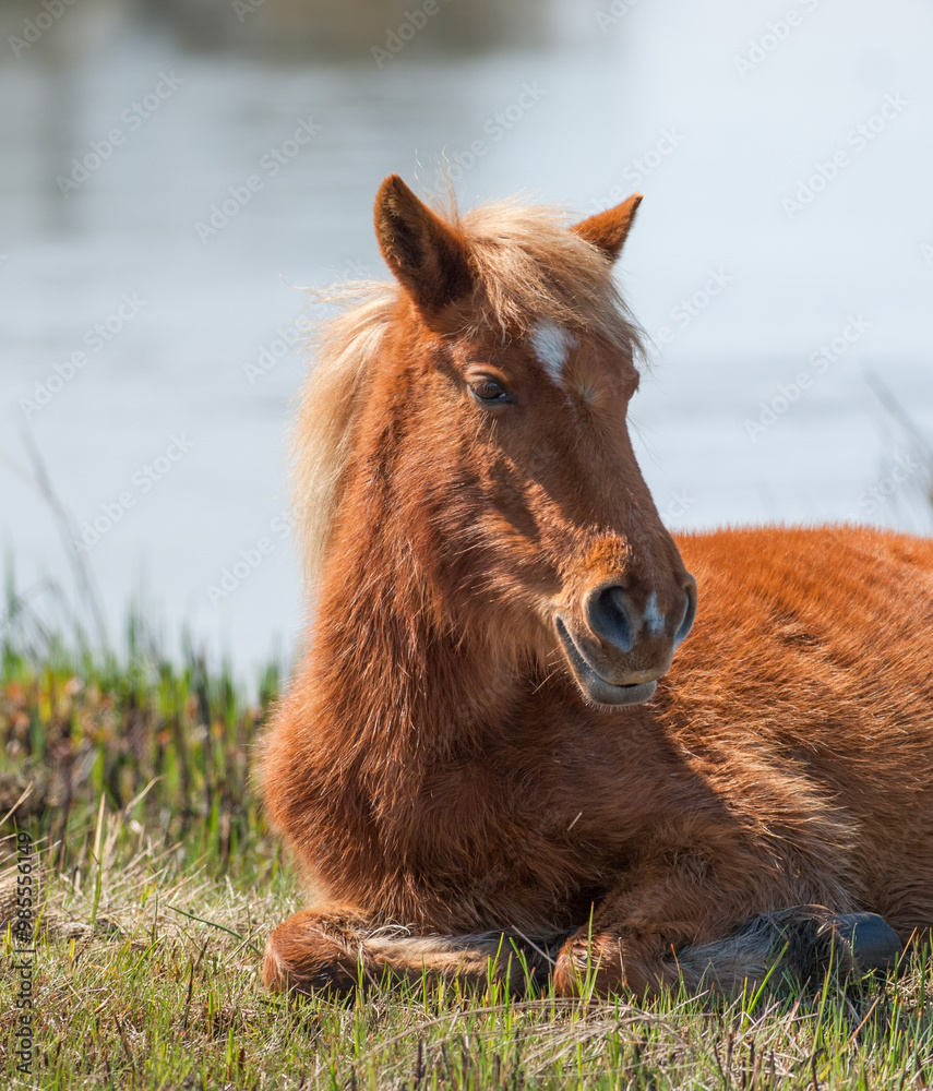 Foto de Stock Corolla horse laying down in the grass of the outer banks ...