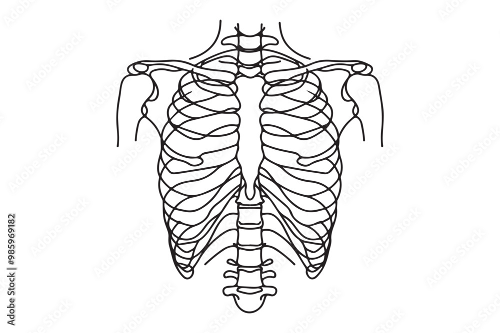 One line draws the anatomy of the chest. Human organ concept. Graphic ...