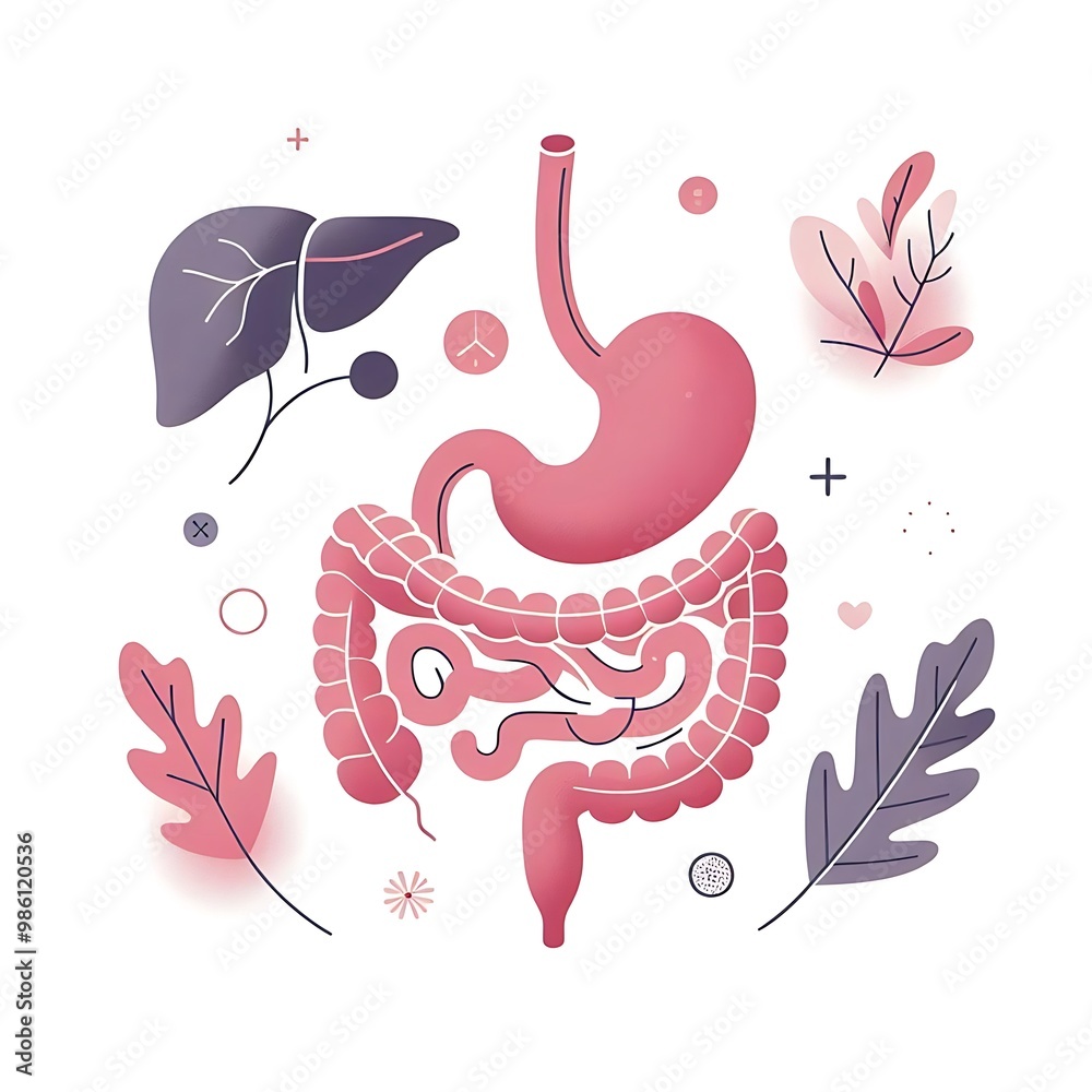 Digestive system, flat illustration of human body system, graphics ...