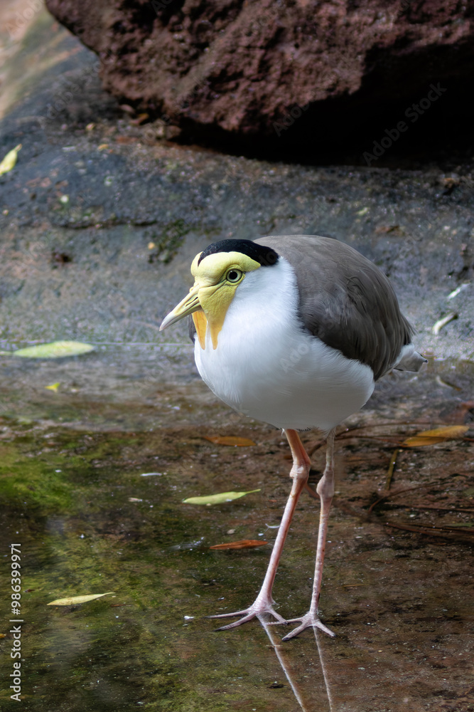 Masked Lapwing (Vanellus miles), common in grasslands and wetlands of ...