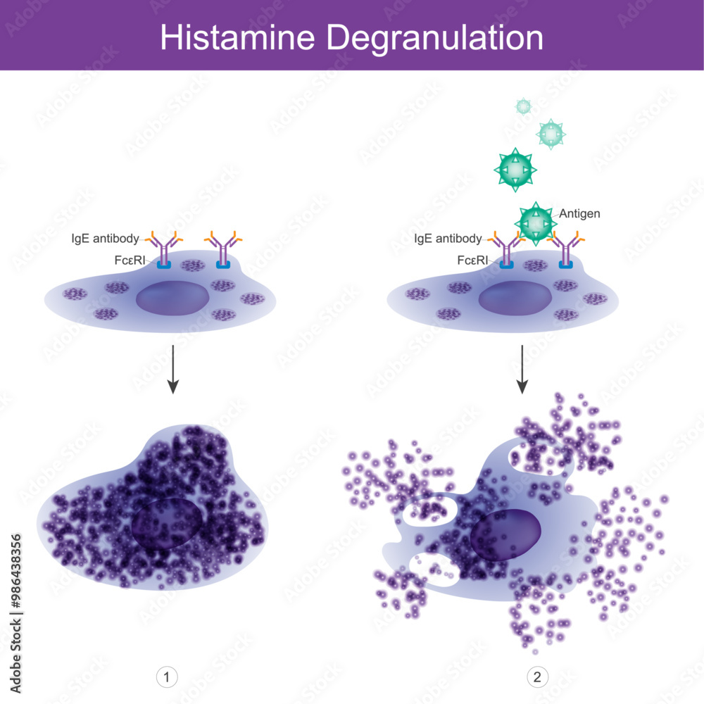Histamine Degranulation. Histamine degranulation out of mast cell. Stock Vector | Adobe Stock