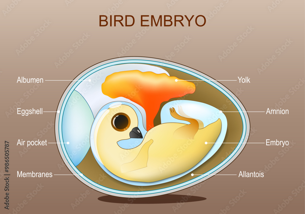 Chicken embryo anatomy. Structure of bird egg Stock Vector | Adobe Stock