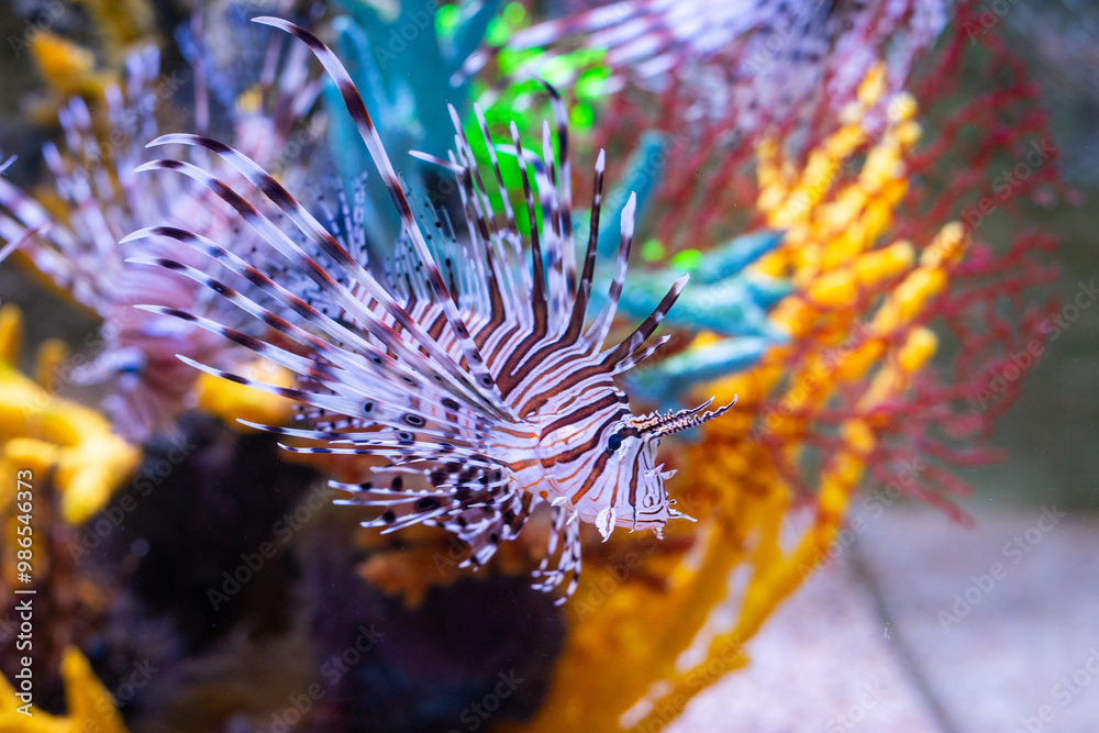 Diverse Marine life and fresh water fishes on display at the Namma ...