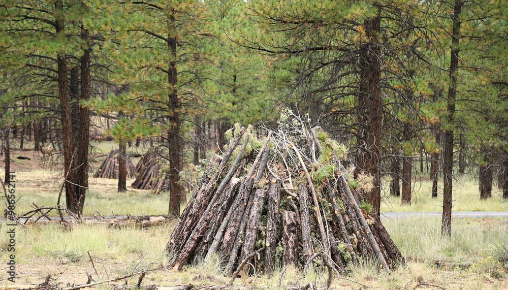 Fire Management in Forests: Burn Piles - Piles of logs and brush are ...