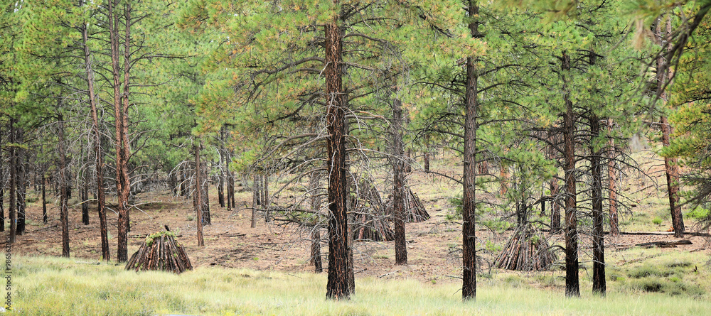 Foto Fire Management in Forests: Burn Piles - Piles of logs and brush ...