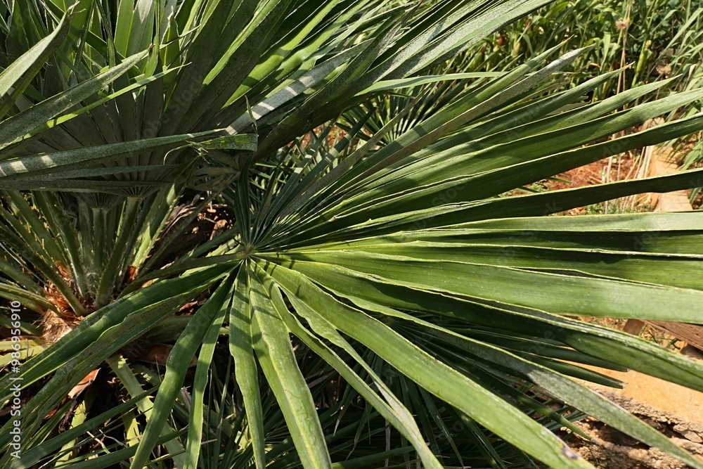 Fan shaped leaflets of Mediterranean dwarf palm, latin name Chamaerops ...