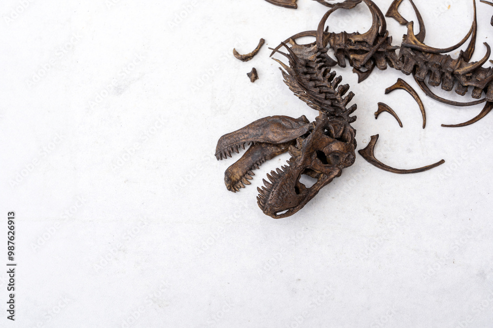 Skeletal remains of Tyrannosaurus rex (t-rex) on dark white background ...