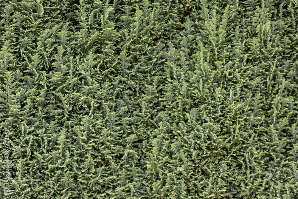 Italian cypress background or Mediterranean cypress background in close ...