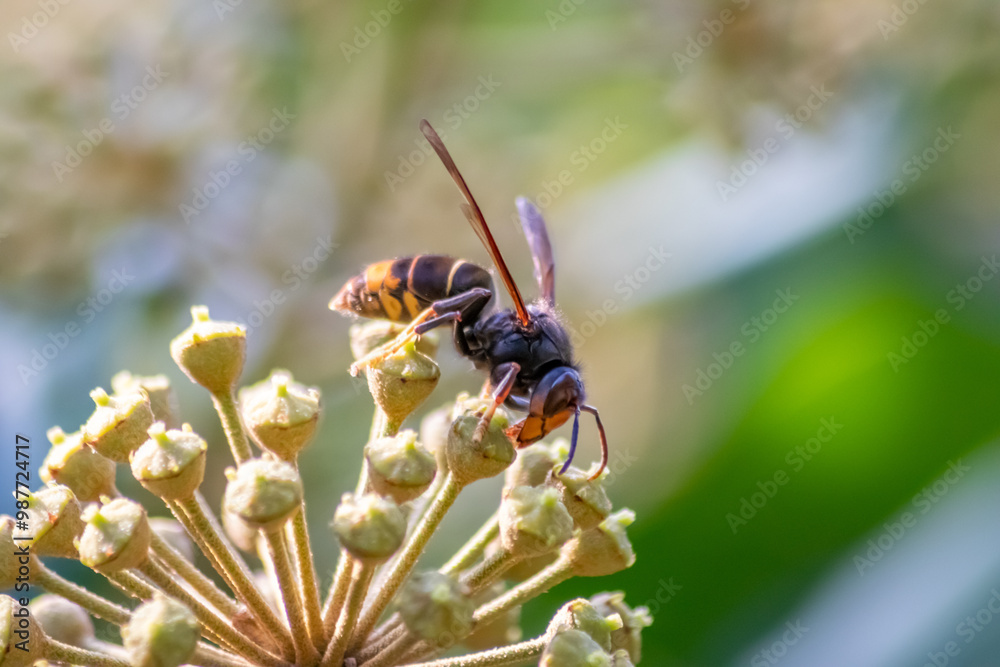 Macro of Big hornet collecting nectar pollen while dusting a blooming ...