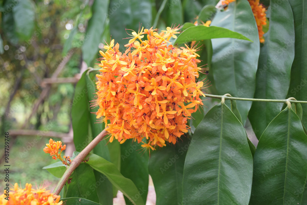 Ashoka flowers (Saraca indica L.), also known as the Sorrowless tree ...