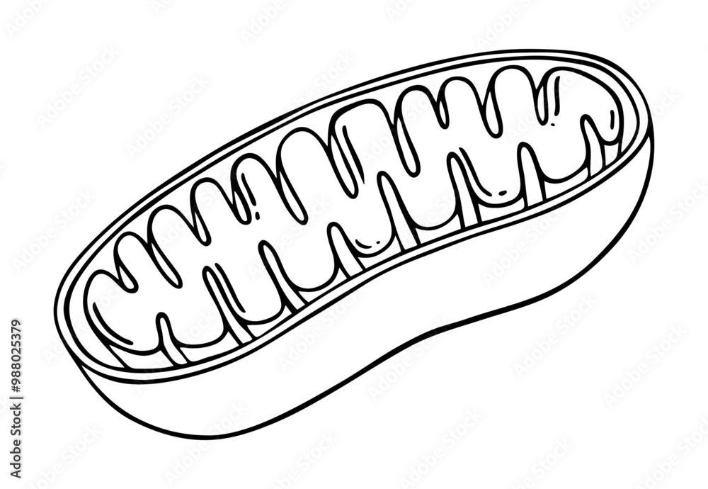 Vector line diagram of Mitochondria. Cross-section view. Medical ...