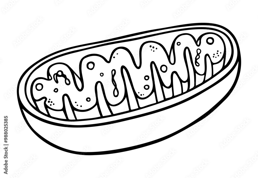 Vector line diagram of Mitochondria. Cross-section view. Medical ...