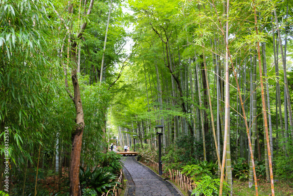 Bamboo Forest Path shuzenji Onsen ZEKKEI Japan Chikurin-no-Komichi SORA August 2024 Stock Photo ...