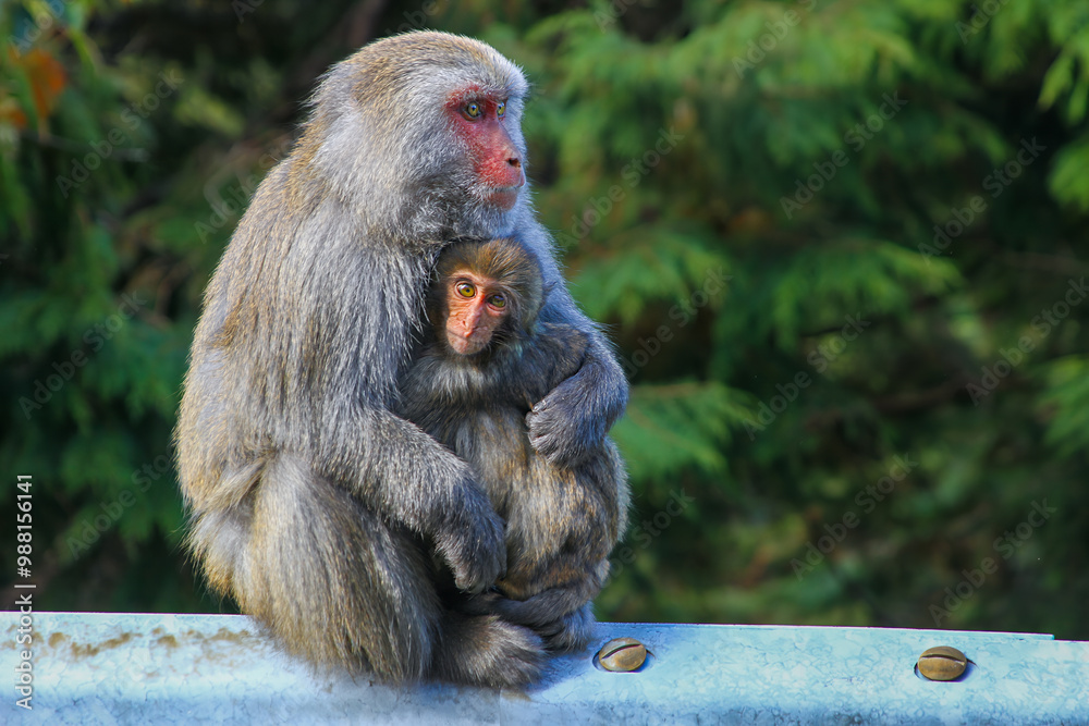 A tiny Taiwan macaque baby finds comfort and safety in its mother's ...