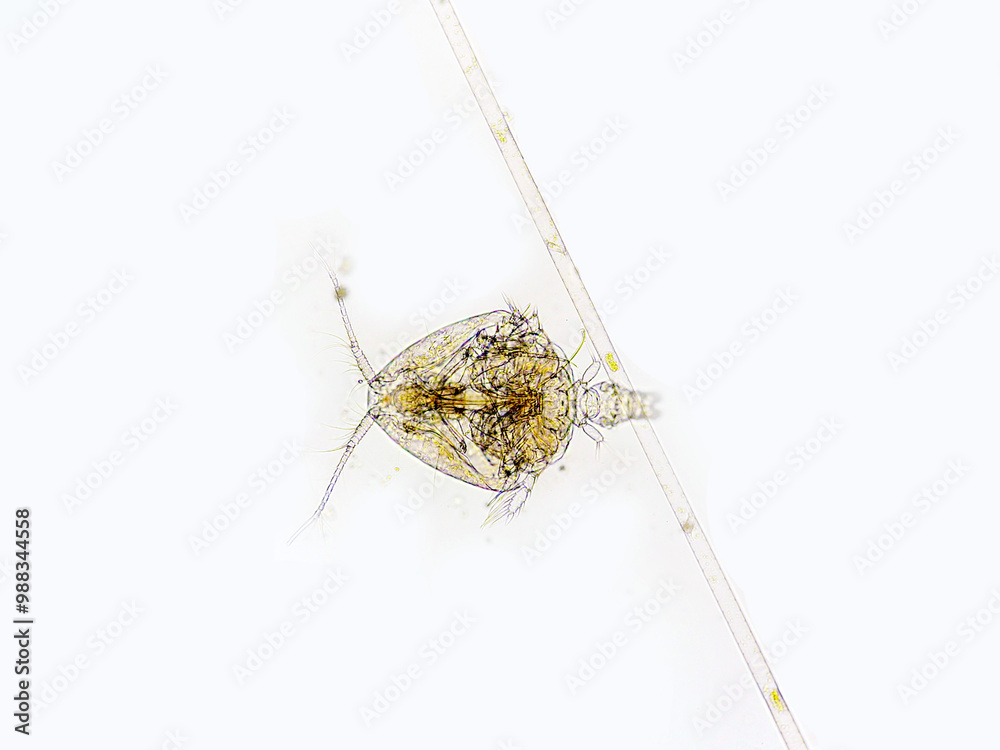 Copepod (Zooplankton) are a group of small crustaceans found in marine ...