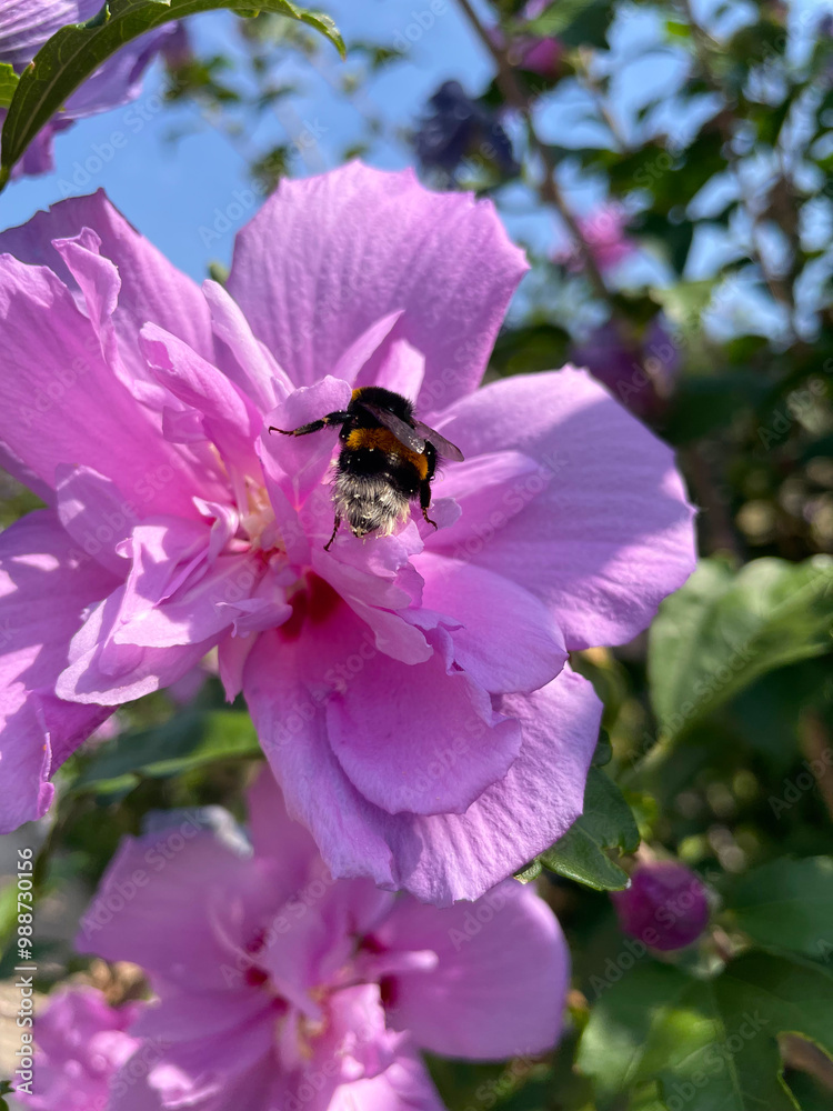Ardennes Rose of Sharon or Hibiscus syriacus, a pink flower that grows ...