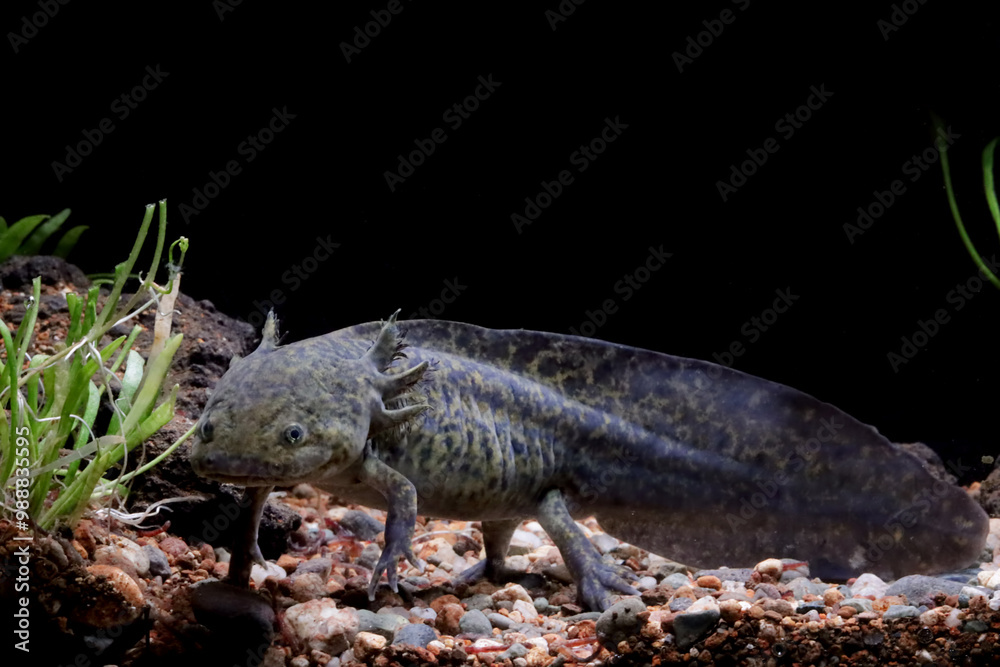 Black Axolotl salamander in underwater closeup, Axolotl salamander on ...