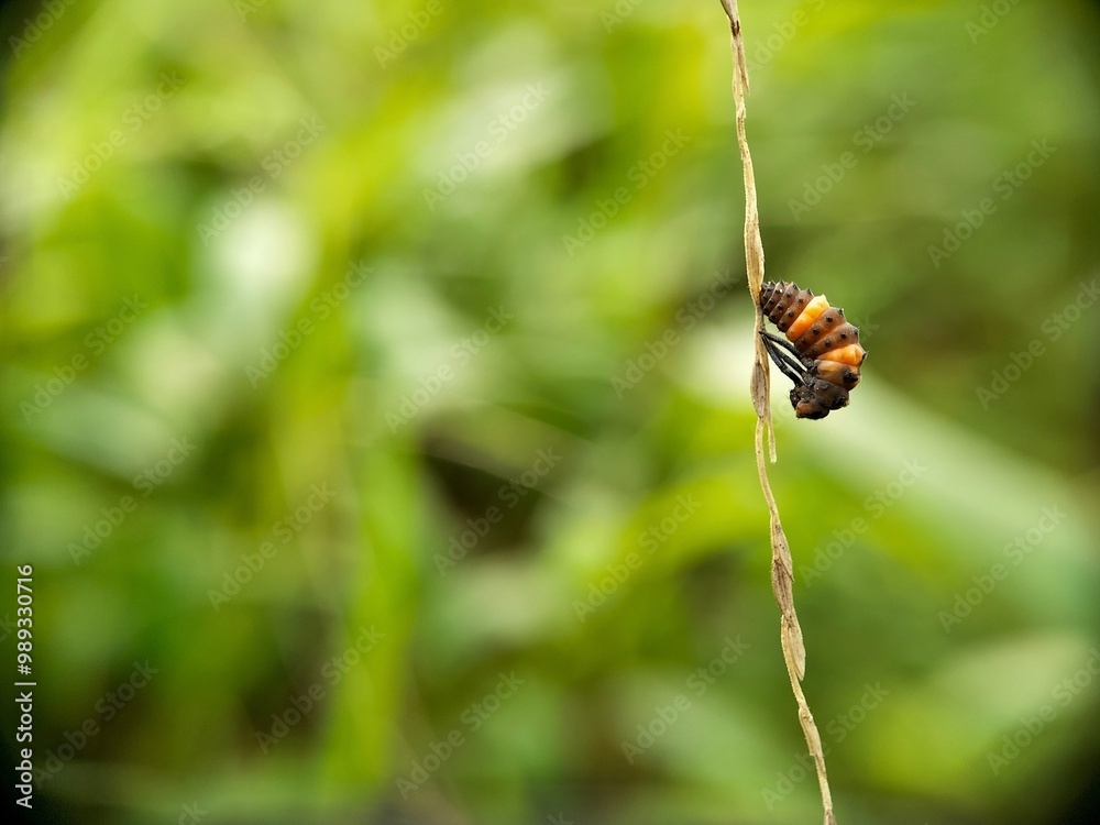 An intimate look at the life cycle of an insect, with a focus on the ...