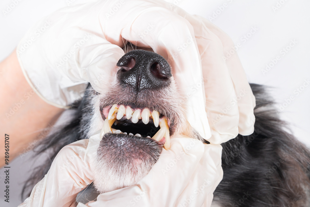 Veterinary doctor checking teeth of female dog. Female dog with large ...