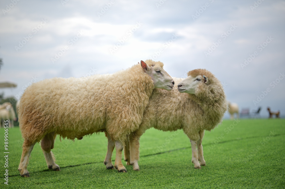 The male sheep is mating with the female sheep in the pasture. Stock ...