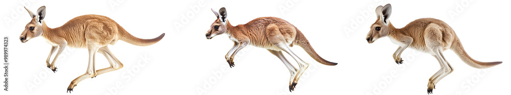 Three kangaroos are shown in various stages of hopping, highlighting ...