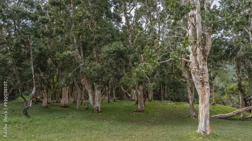 A grove of Paperbark Tree Melaleuca linariifolia. The bark on the ...