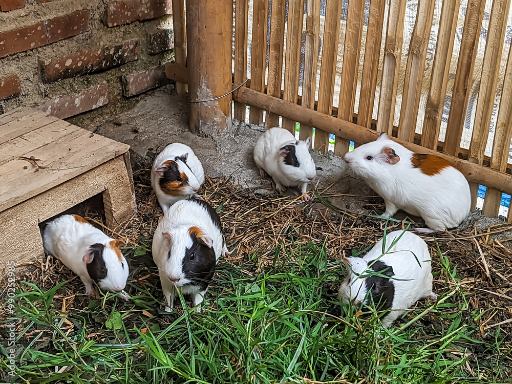 A group of guinea pigs, Cavia porcellus, of various colors are gathered ...