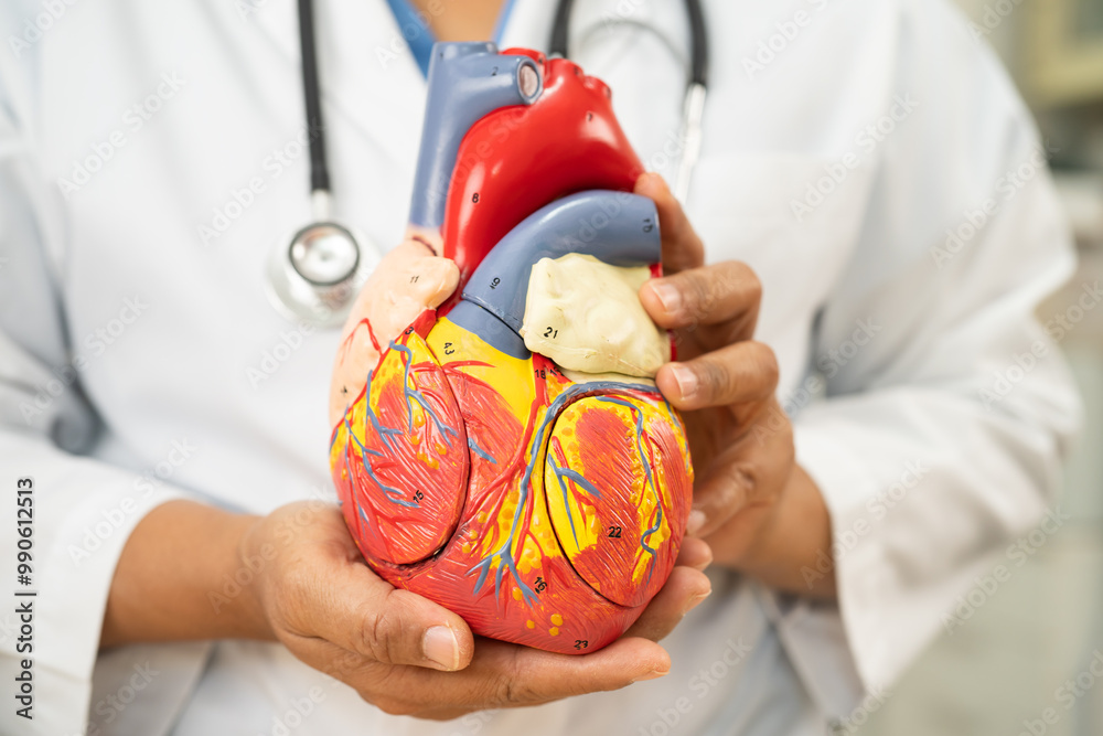 Cardiovascular disease CVD, Asian doctor holding human anatomy model ...