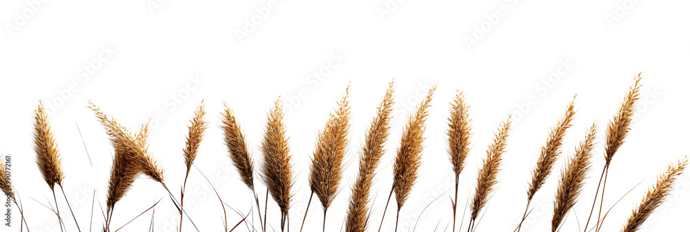 A group of tall, golden switchgrass with delicate seed heads, isolated ...
